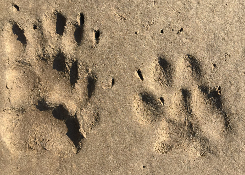badger_&_fox_tracks - Wild Human