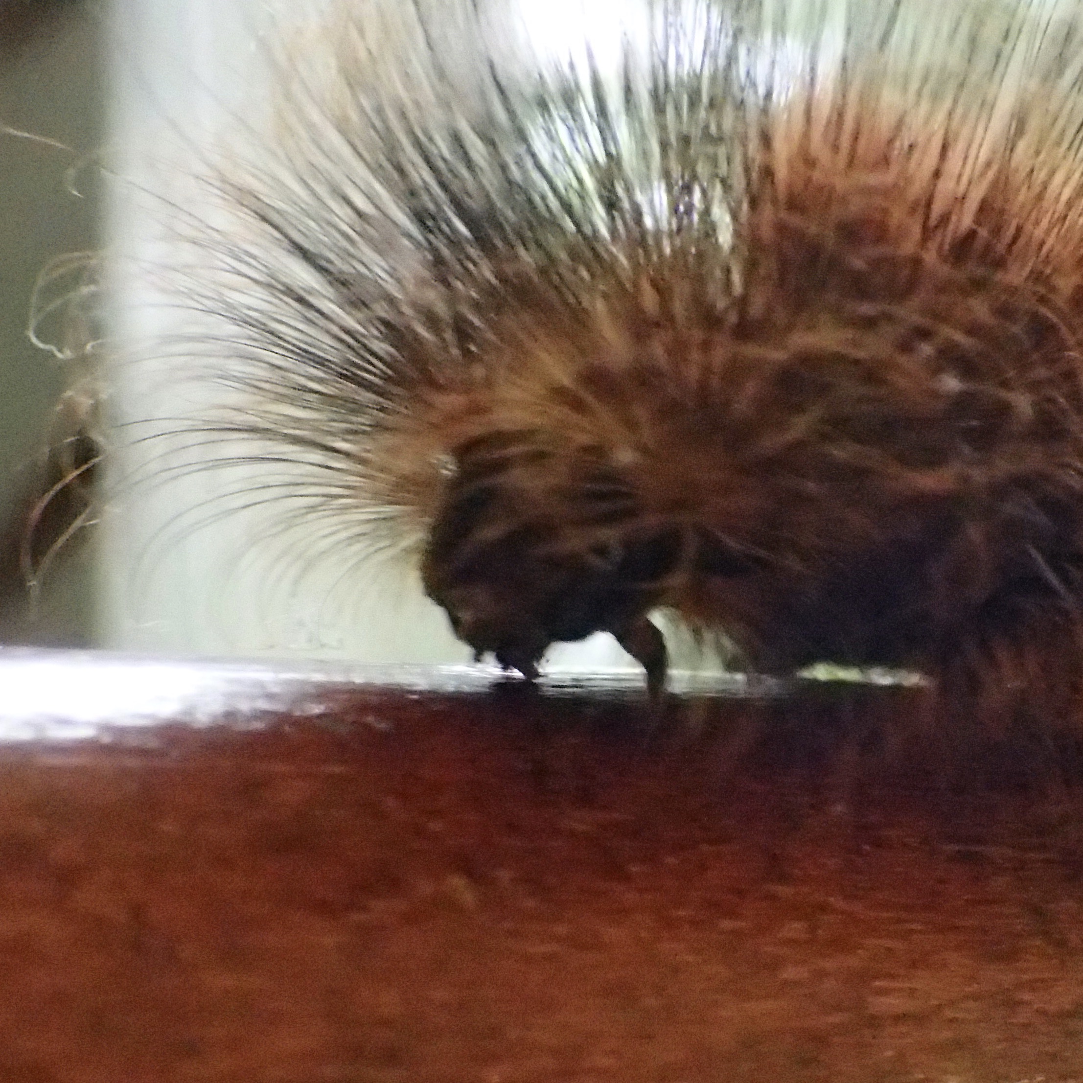 OLYMPUS DIGITAL CAMERA - Wild Human