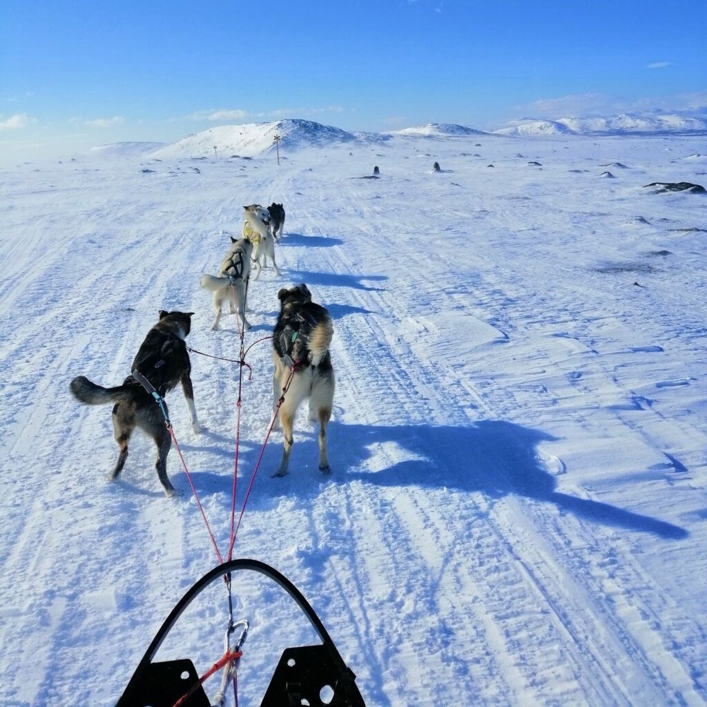 Frozen - Module 4 : Specialist Skills Training (Sweden) - Wild Human
