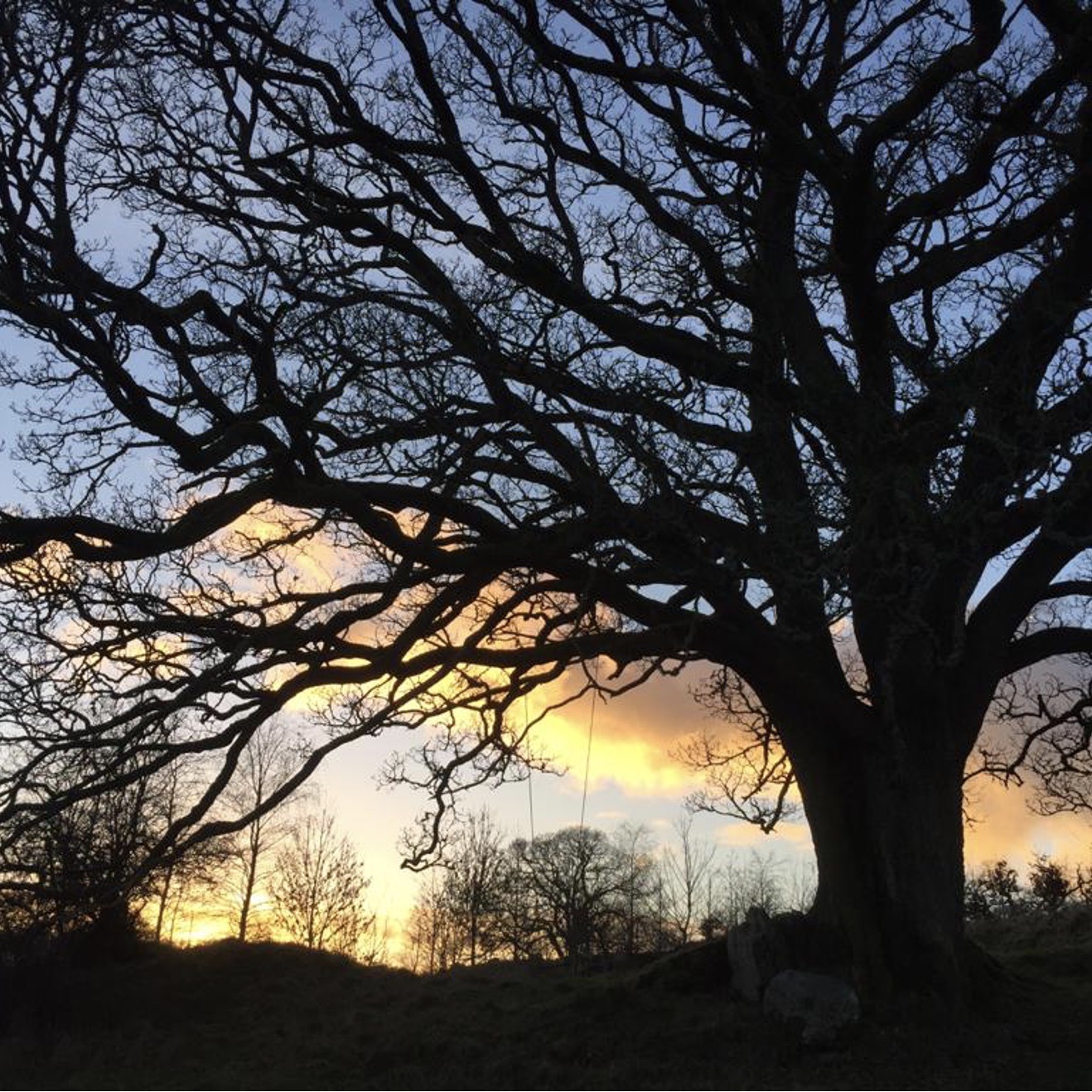 About Us and What We Do - Wild Human